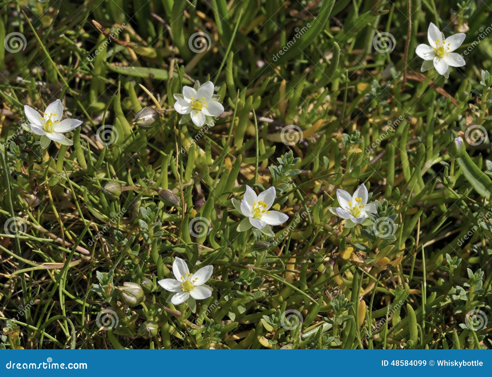 Greater Sea-spurrey stock image. Image of spurrey, anthers - 48584099