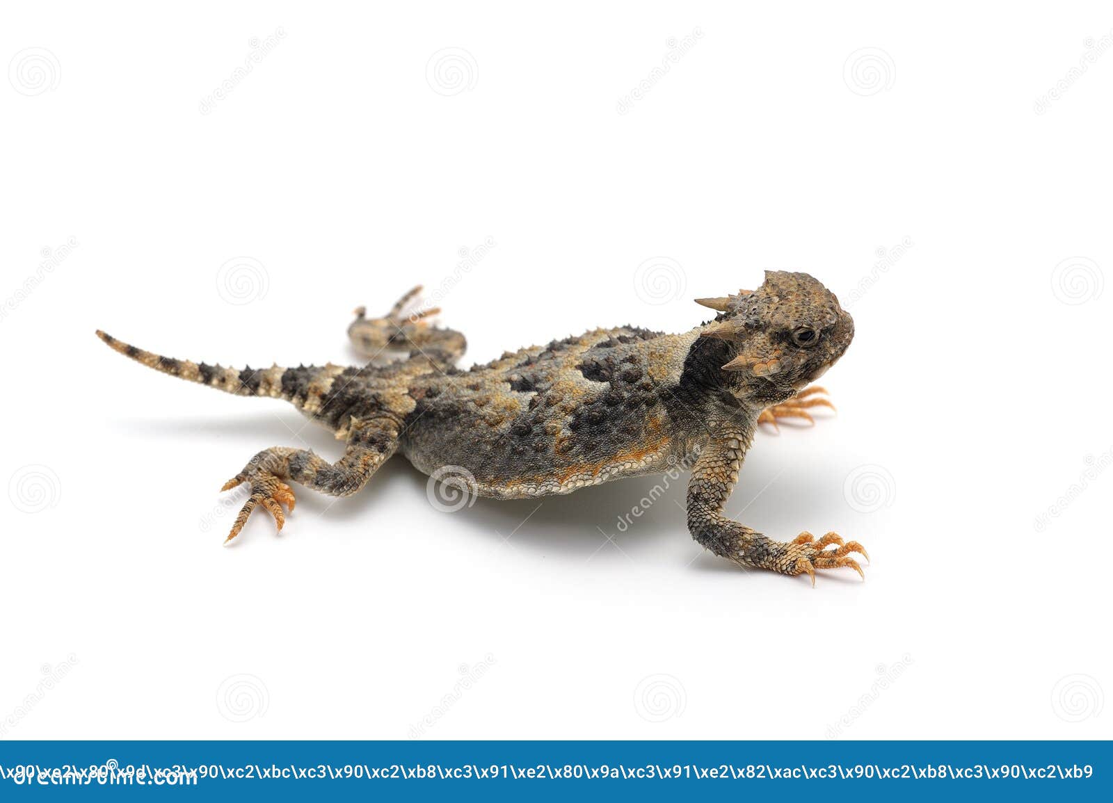 Greater Short-nosed Fruit Bat Cynopterus Sphinx Royalty-Free Stock ...