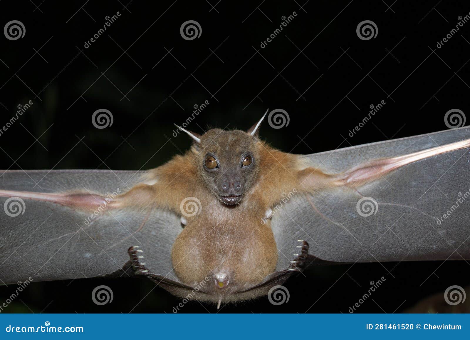 Greater Tip-nosed Frog Royalty-Free Stock Photography | CartoonDealer ...