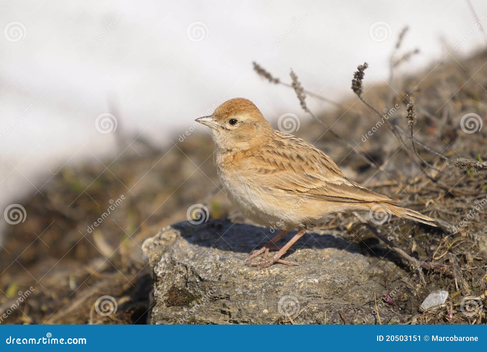 Greater Short-toed Lark - Calandrella Brachydactyl Stock Image - Image ...
