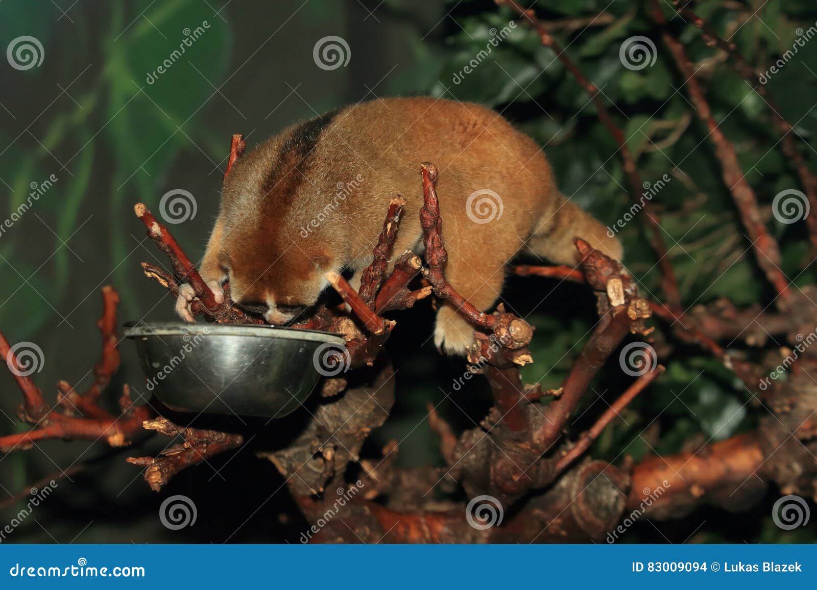 Greater slow loris stock photo. Image of primate, food - 83009094