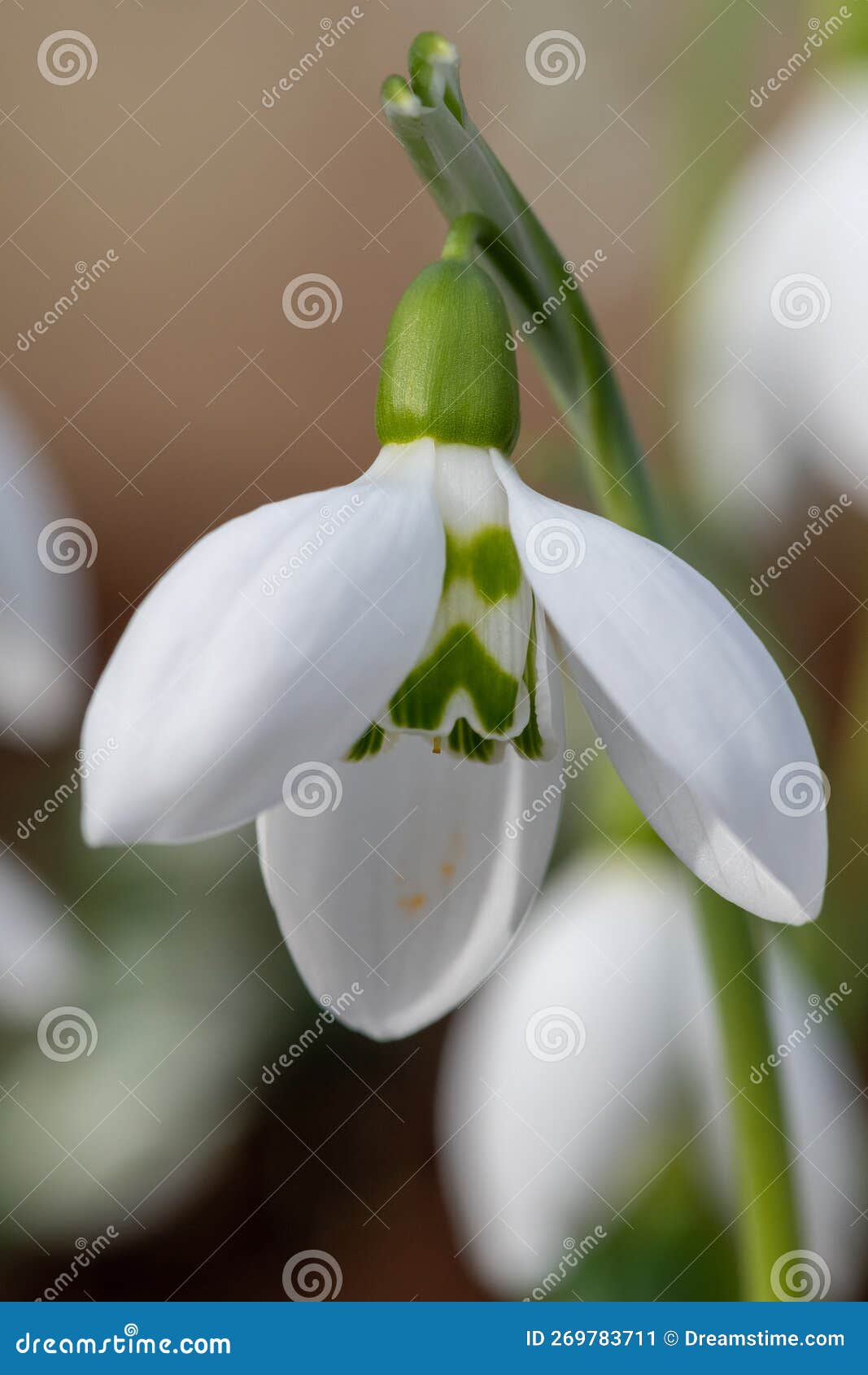 Greater Snowdrop Grumpy (galanthus Elwesii) Flower Stock Image - Image ...