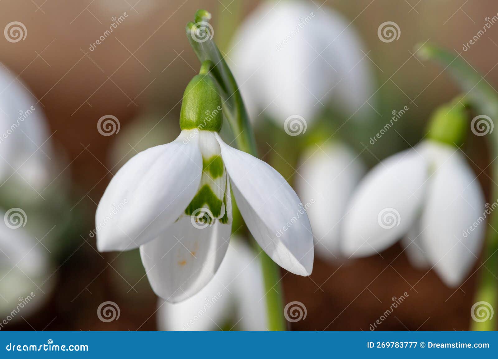 Greater Snowdrop Grumpy (galanthus Elwesii) Flower Stock Image - Image ...