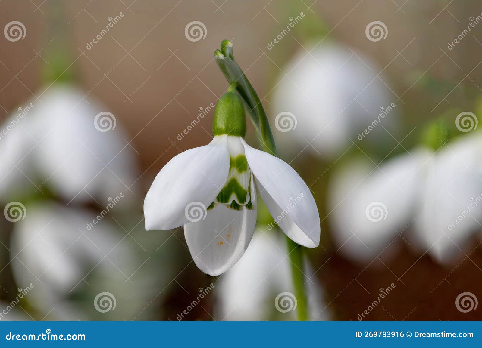 Greater Snowdrop Grumpy (galanthus Elwesii) Flower Stock Photo - Image ...