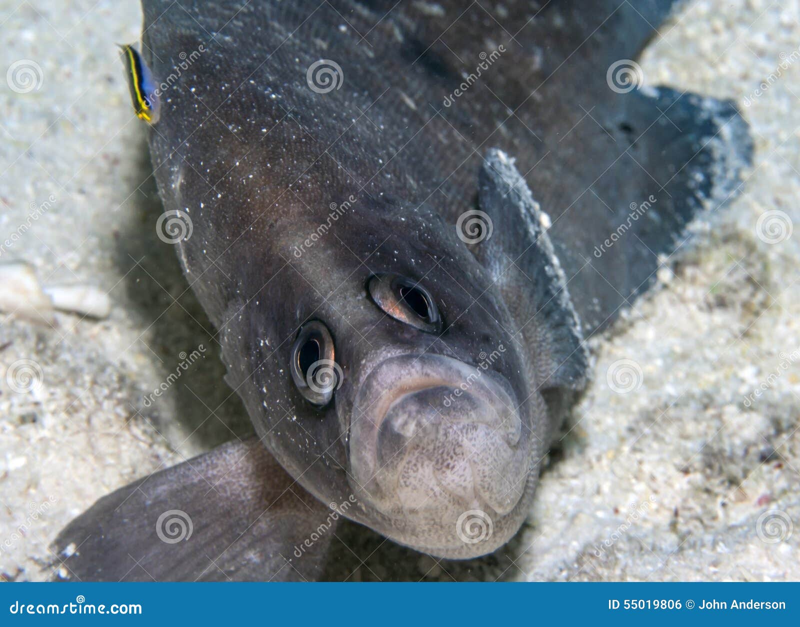Greater Soapfish (Rypticus Saponaceus) Stock Photo - Image of soapfish ...