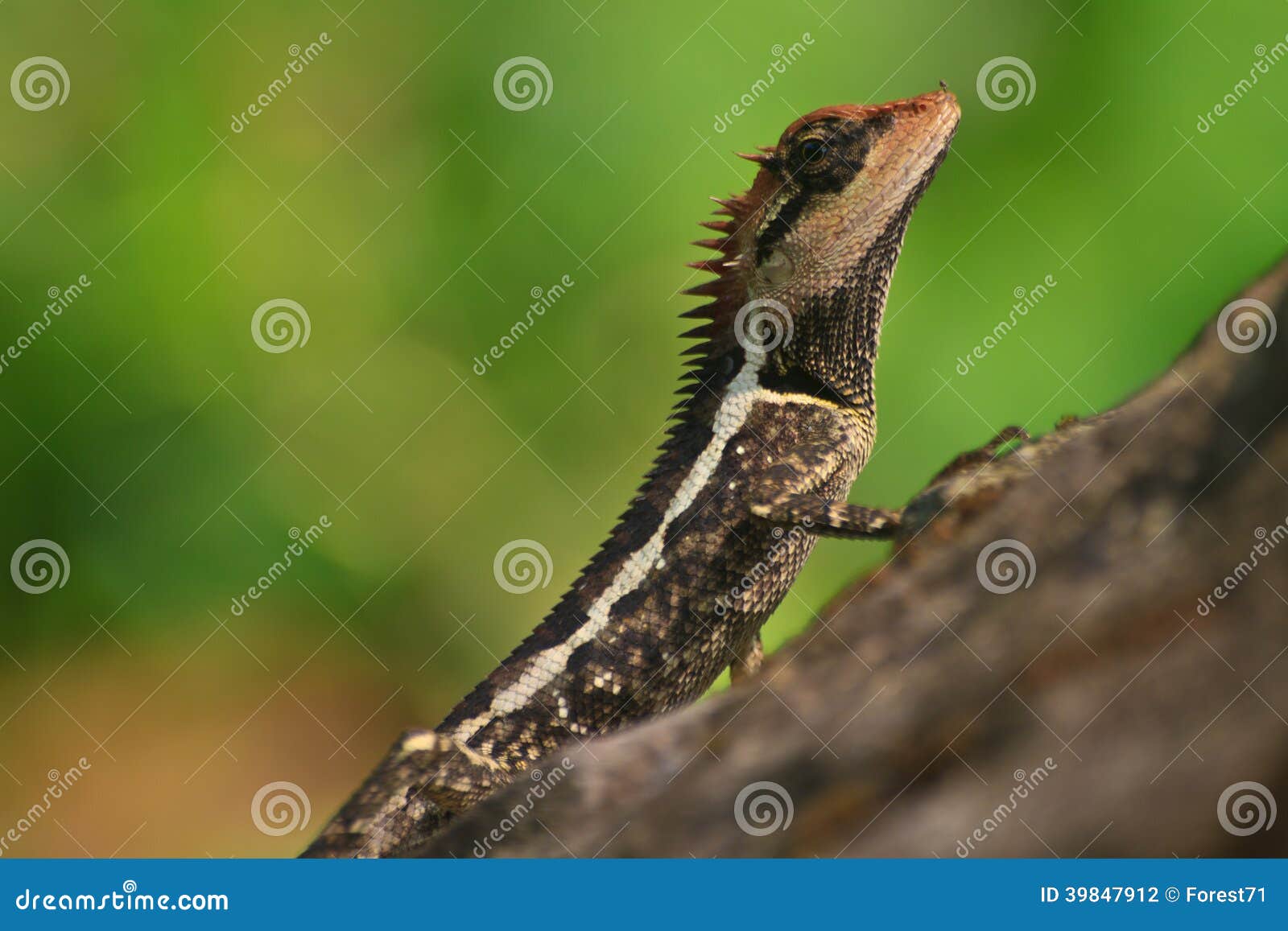 Greater spiny lizard stock photo. Image of green, spiny - 39847912