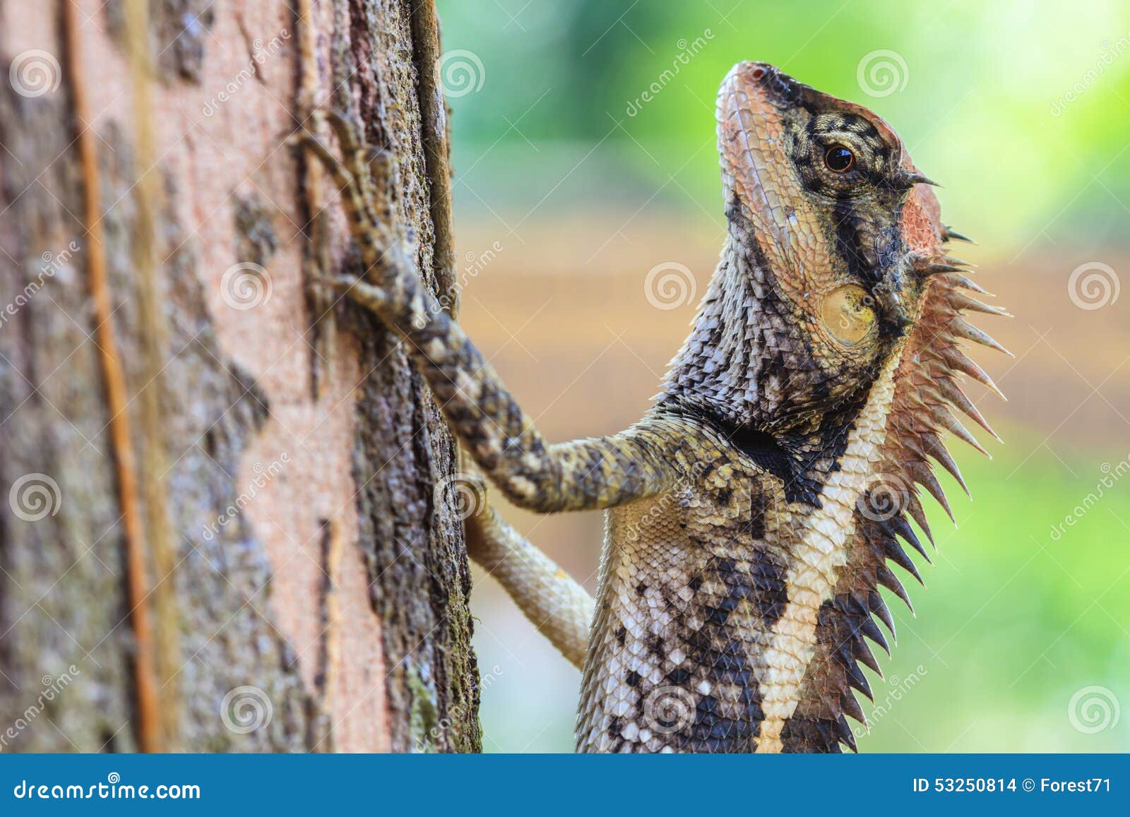 Greater spiny lizard stock photo. Image of exotic, lizard - 53250814