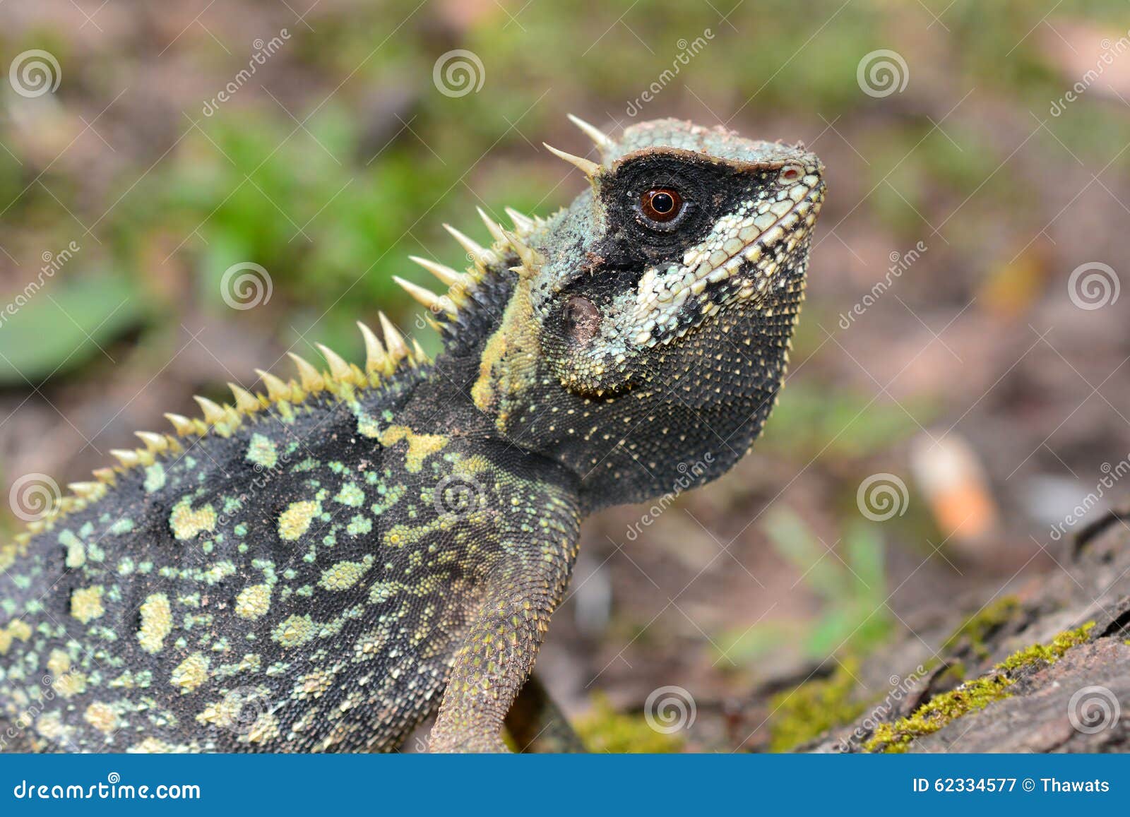 Greater Spiny Lizard stock image. Image of front, isolated - 62334577