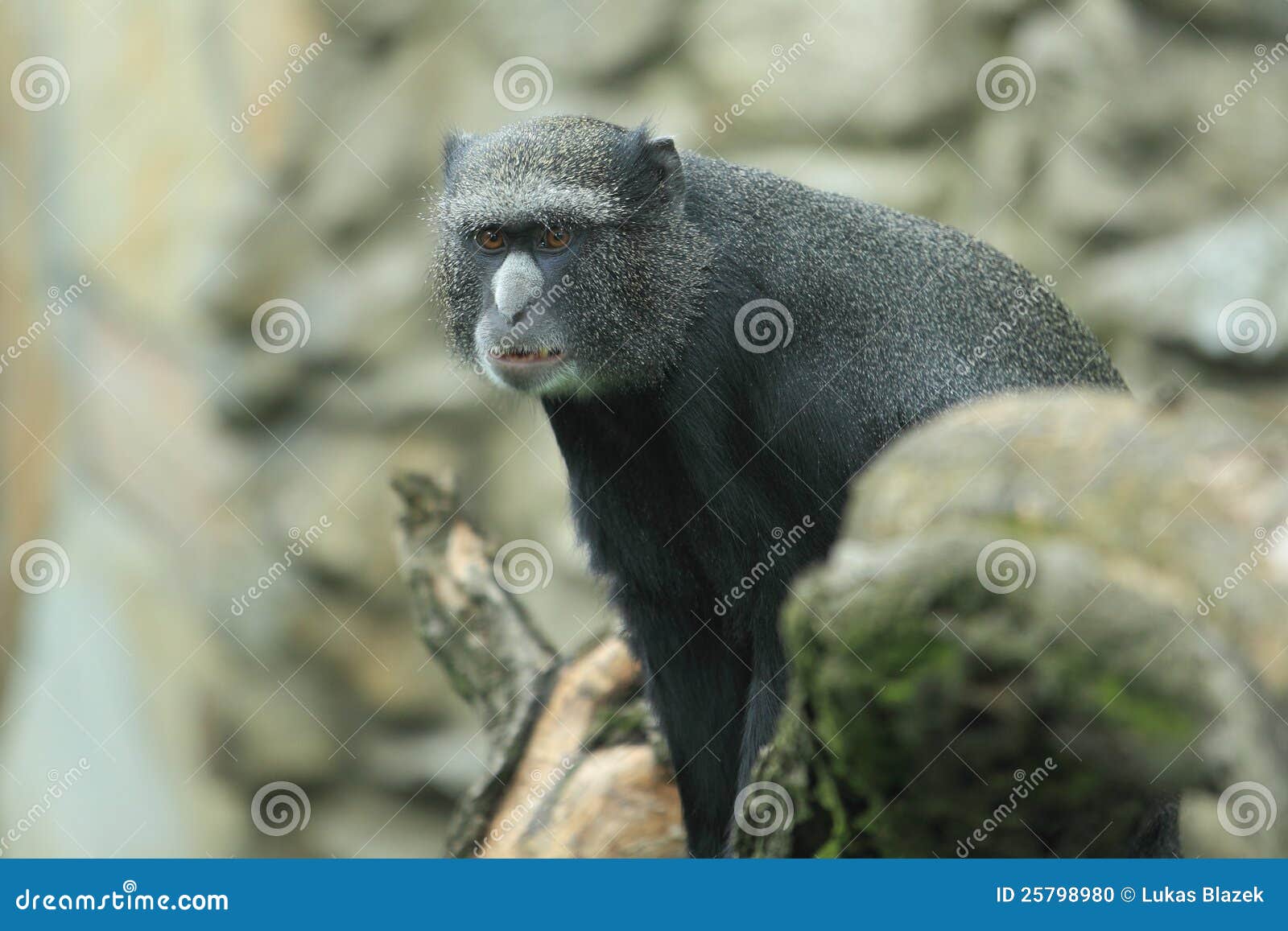 Greater spot-nosed monkey stock photo. Image of monkey - 25798980