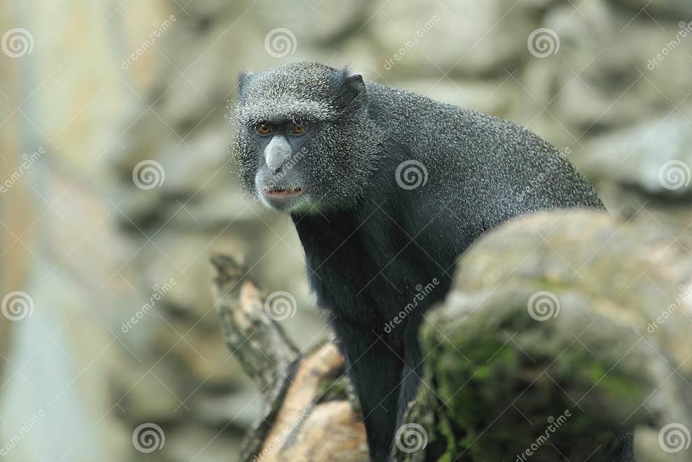Greater spot-nosed monkey stock photo. Image of monkey - 25798980