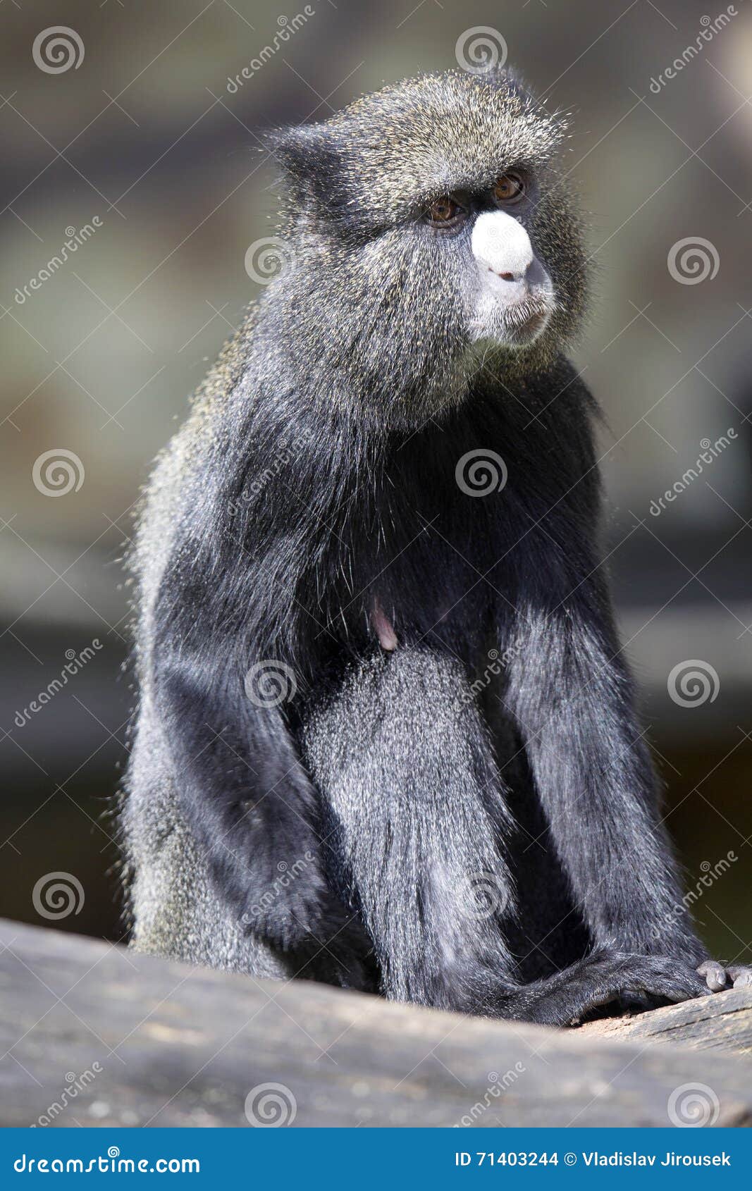 Greater Spot-nosed Monkey, Cercopithecus Nictitans is Relatively Rare ...