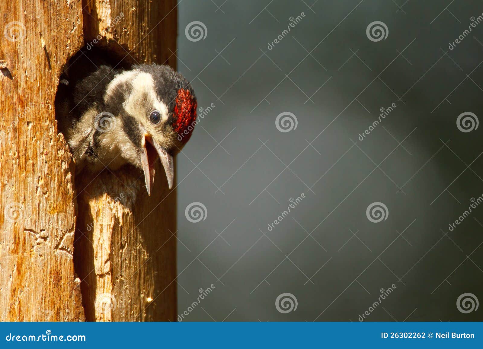 Greater spotted chick stock photo. Image of buntspecht - 26302262