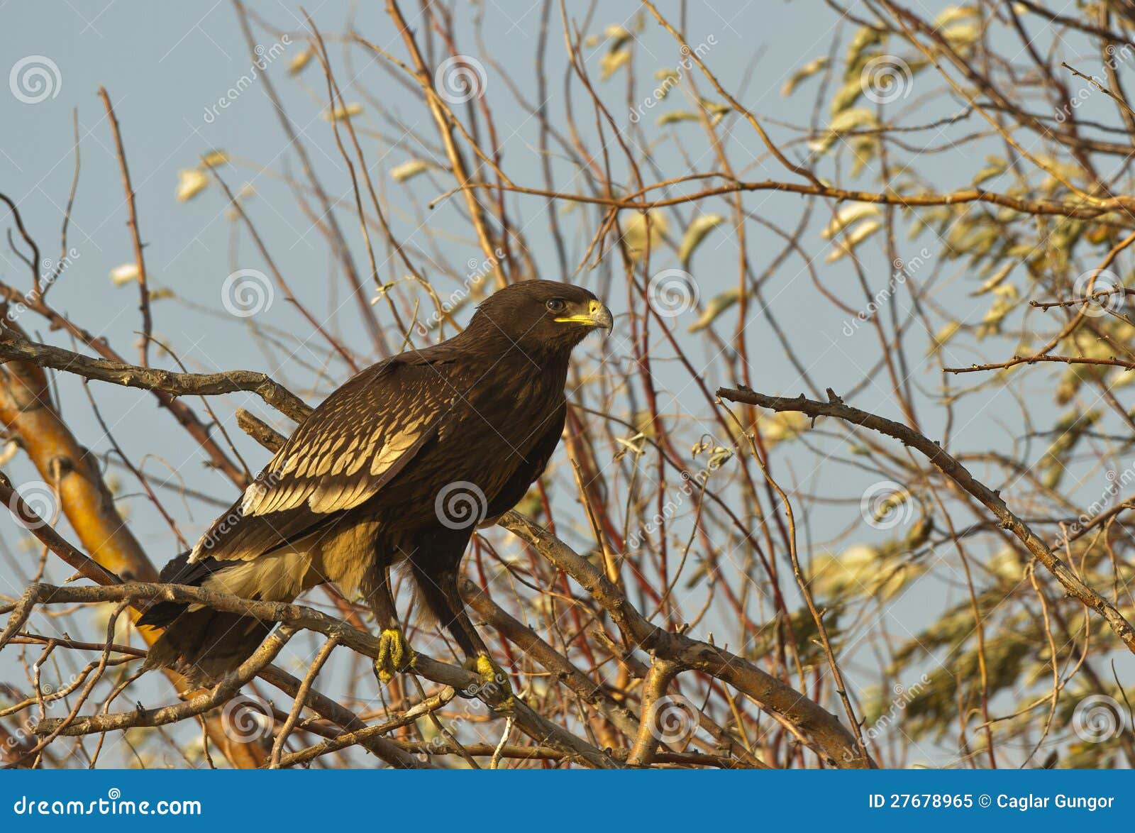 Greater Spotted Eagle stock image. Image of eagle, bill - 27678965