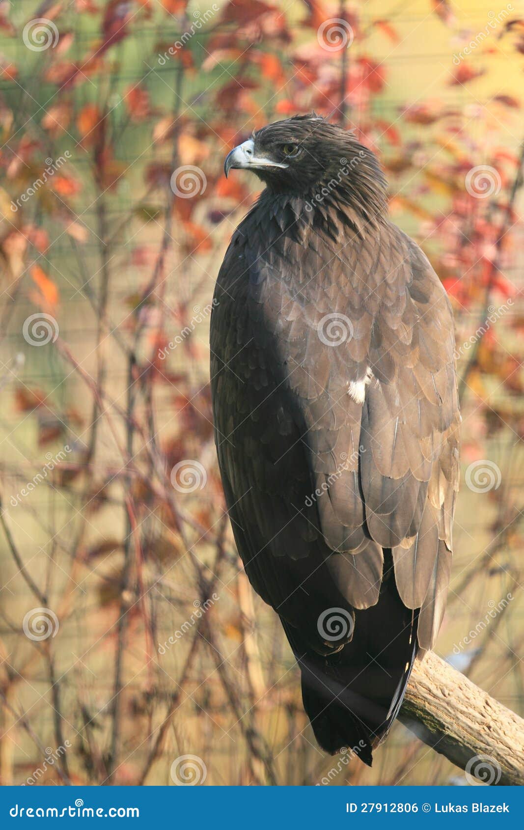 Greater Spotted Eagle Stock Photography | CartoonDealer.com #27912806