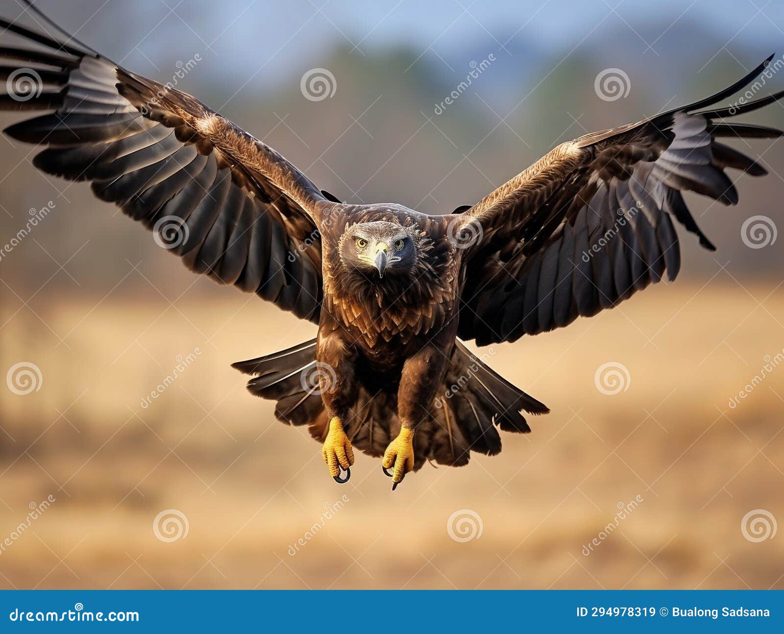 The Greater Spotted Eagle stock illustration. Illustration of wild ...