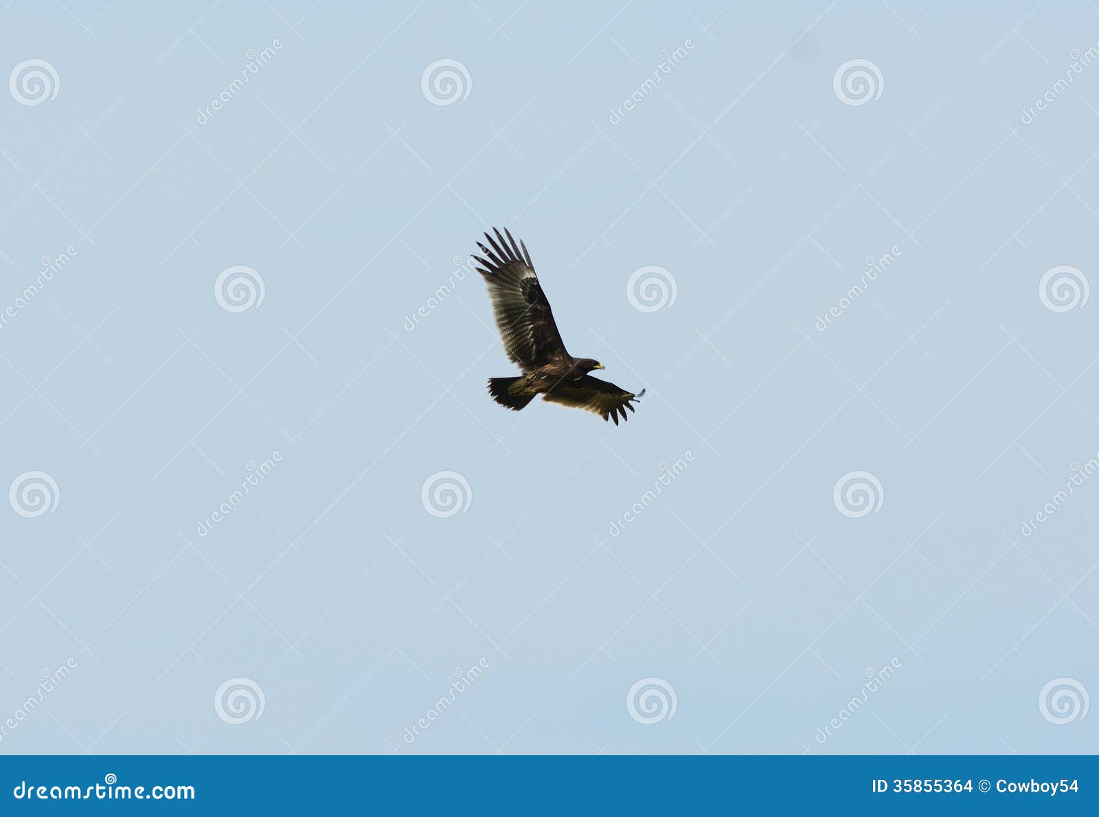 Greater Spotted Eagle (Aquila Clanga) Stock Photo - Image of birder ...
