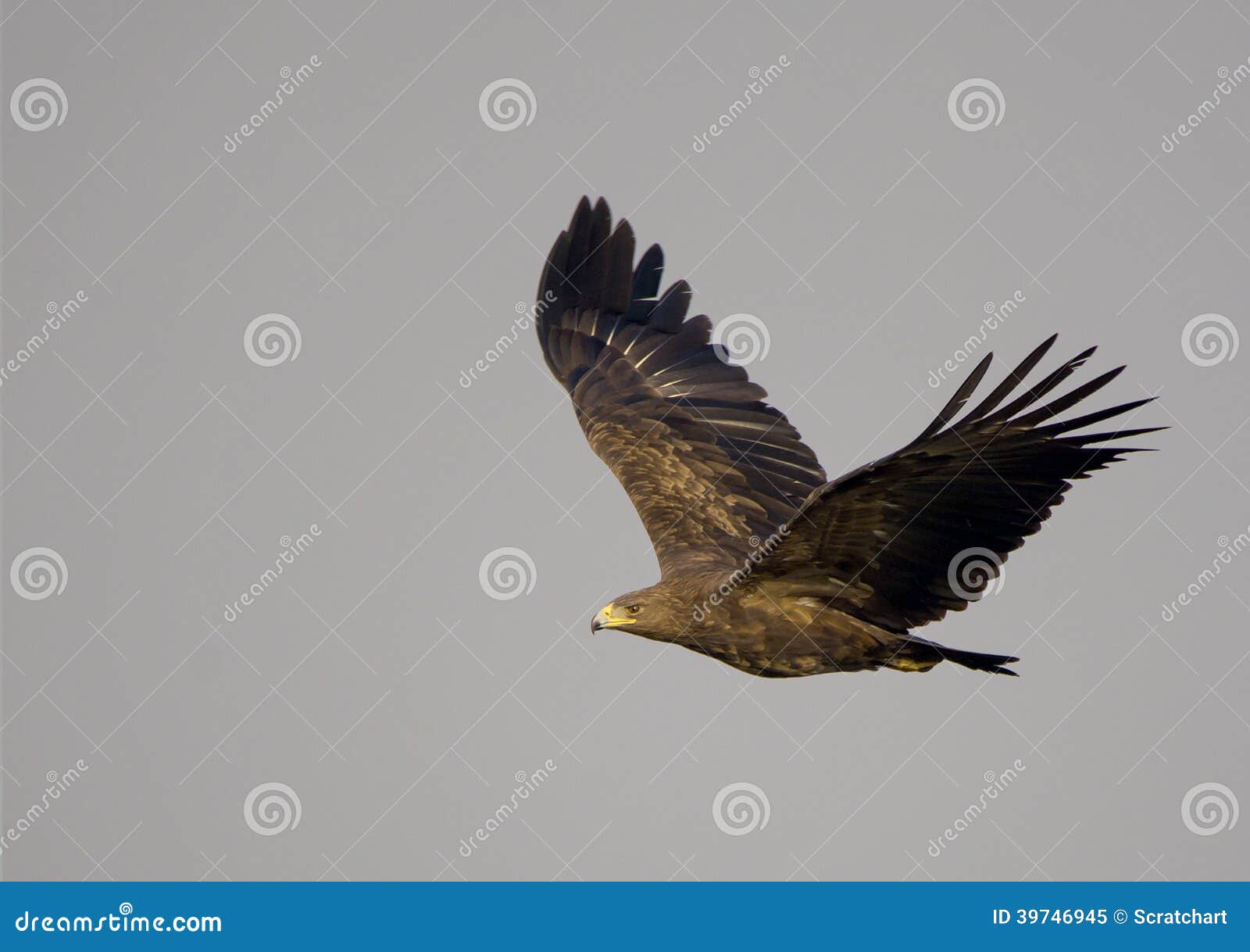 Greater Spotted Eagle (Aquila Clanga) Stock Image - Image of indian ...