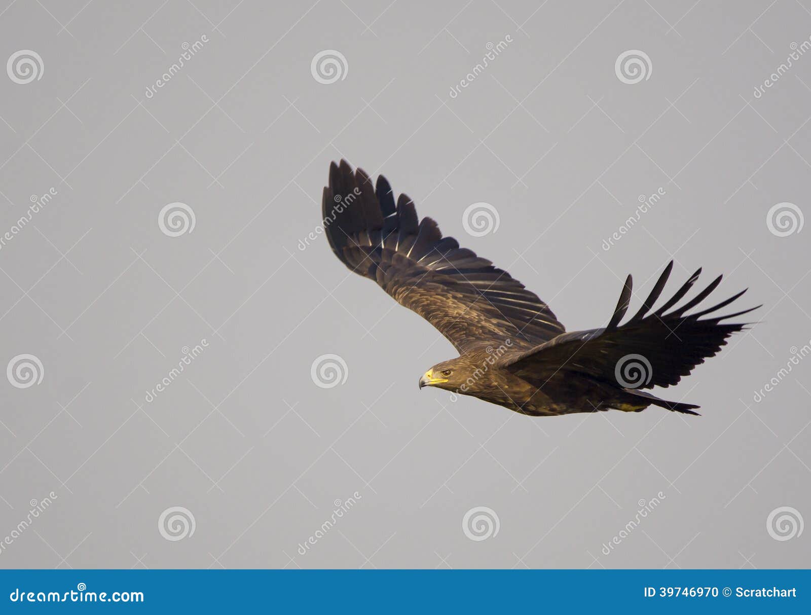 Greater Spotted Eagle (Aquila Clanga) Stock Photo - Image of bird ...