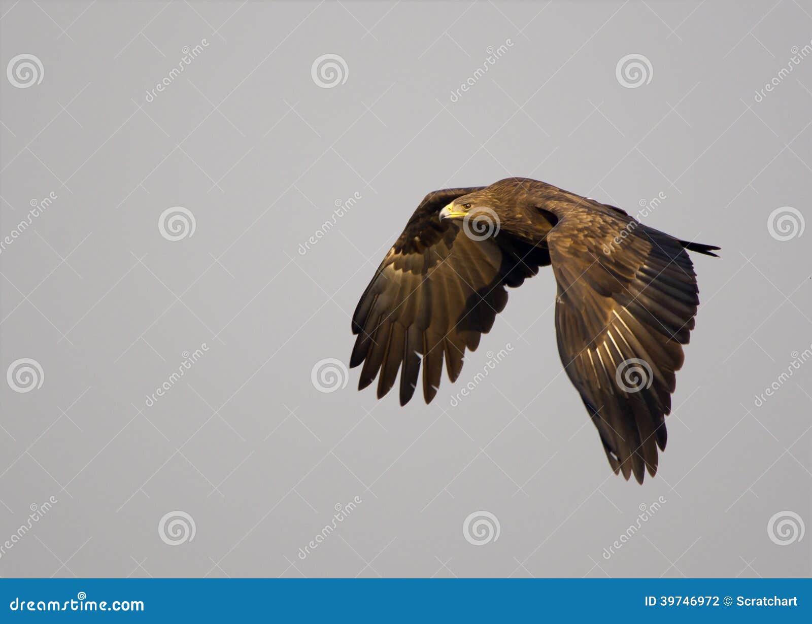 Greater Spotted Eagle (Aquila Clanga) Stock Photo - Image of bird, hawk ...