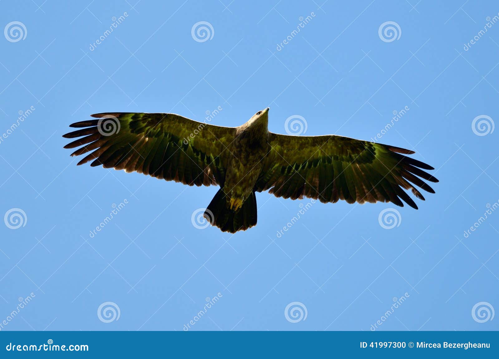 The Greater Spotted Eagle (Aquila Clanga) Stock Photo - Image of ...