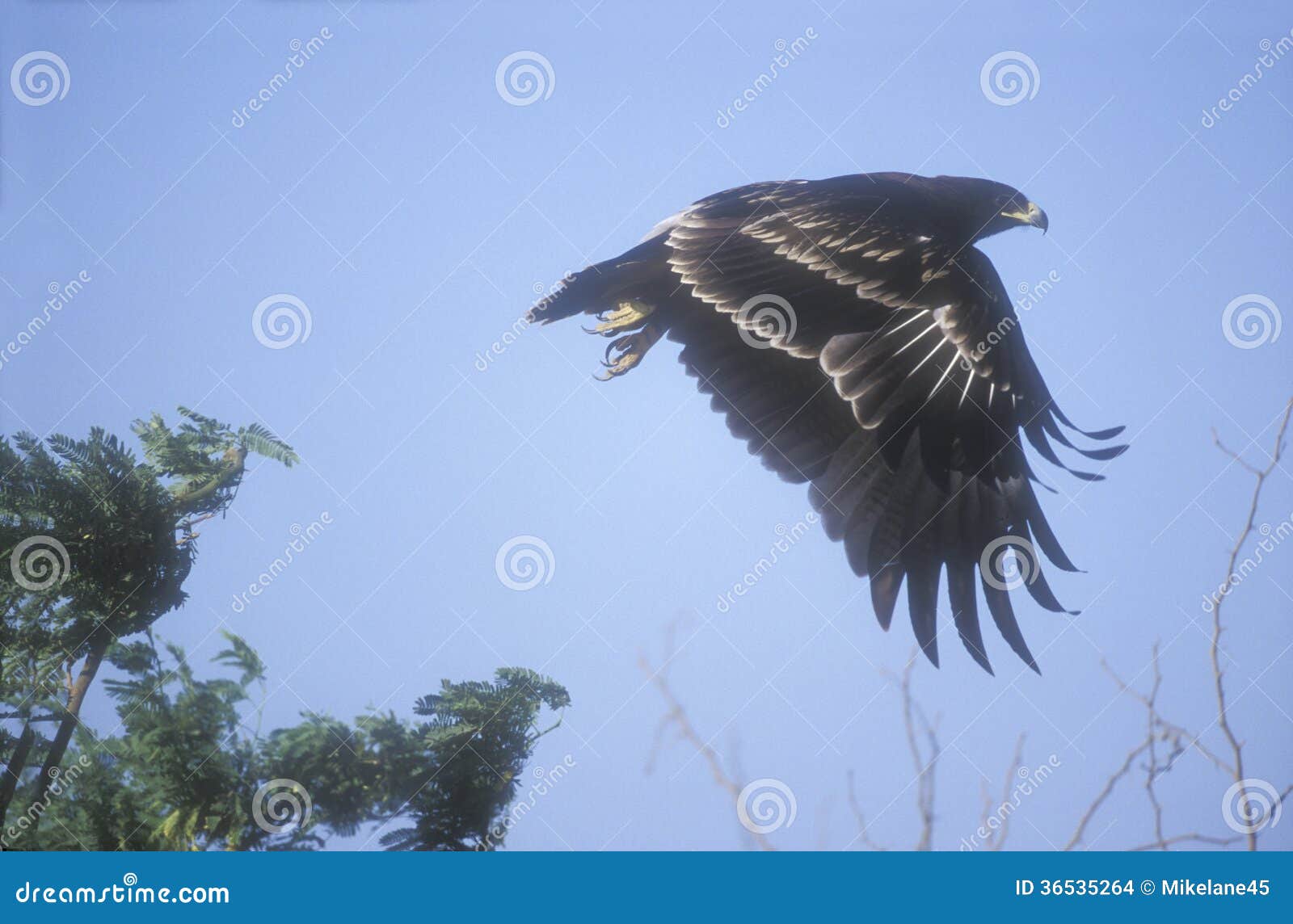 Greater-spotted Eagle, Aquila Clanga Stock Photo - Image of bird ...