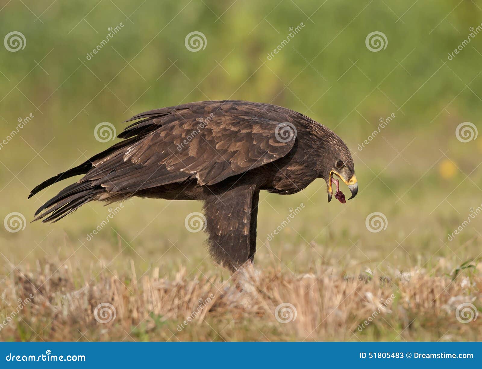 Eagle Eating Rabbit