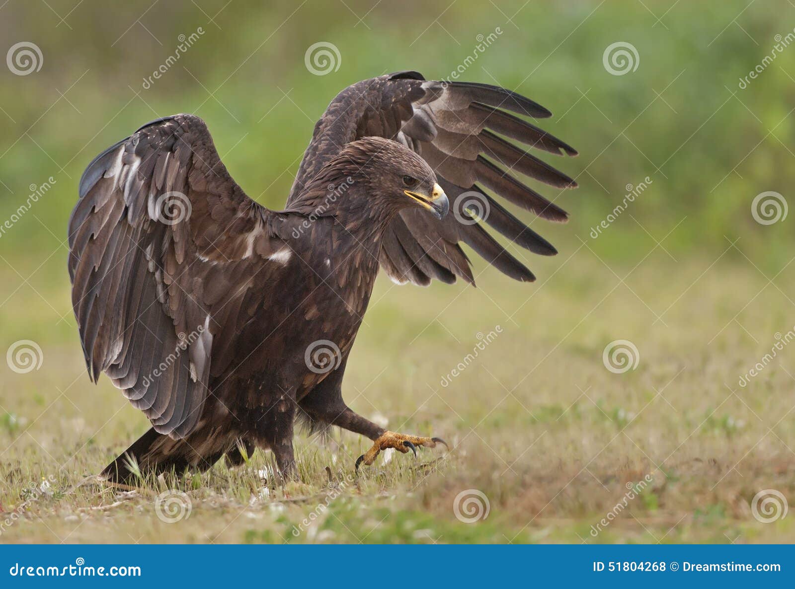 Greater Spotted Eagle stock photo. Image of spotted, nature - 51804268