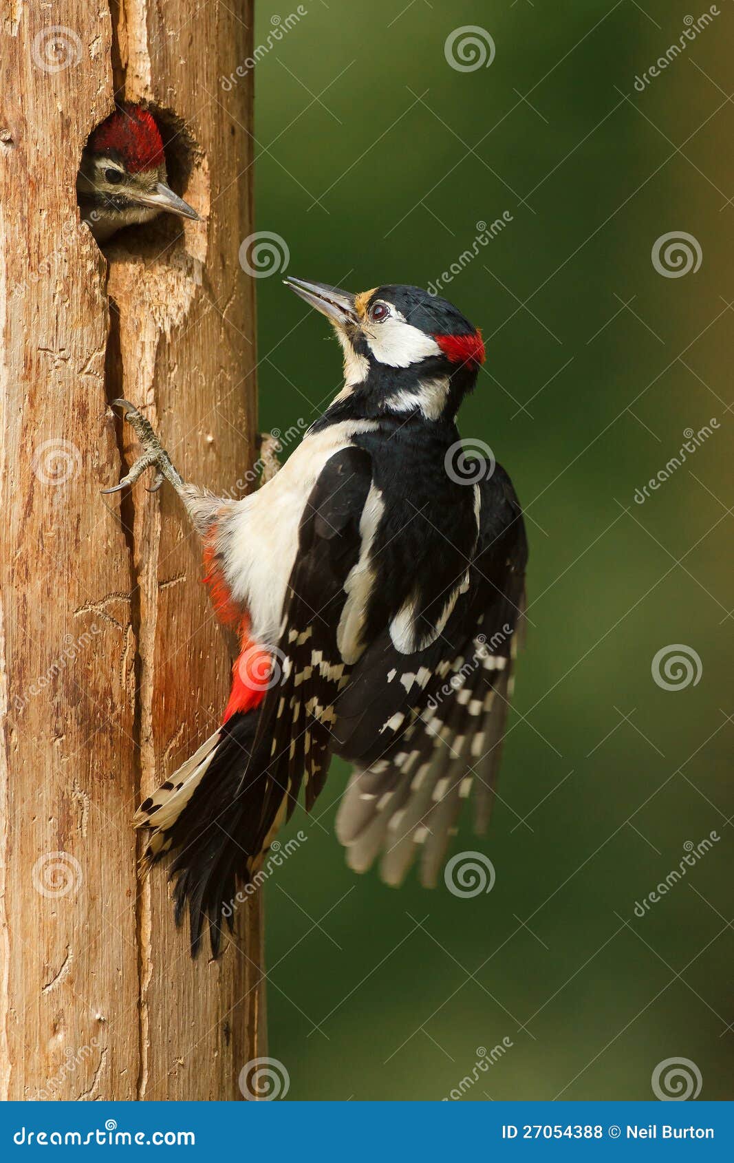 Greater Spotted Woodpecker Feeding Chick Stock Photo - Image of grubs ...