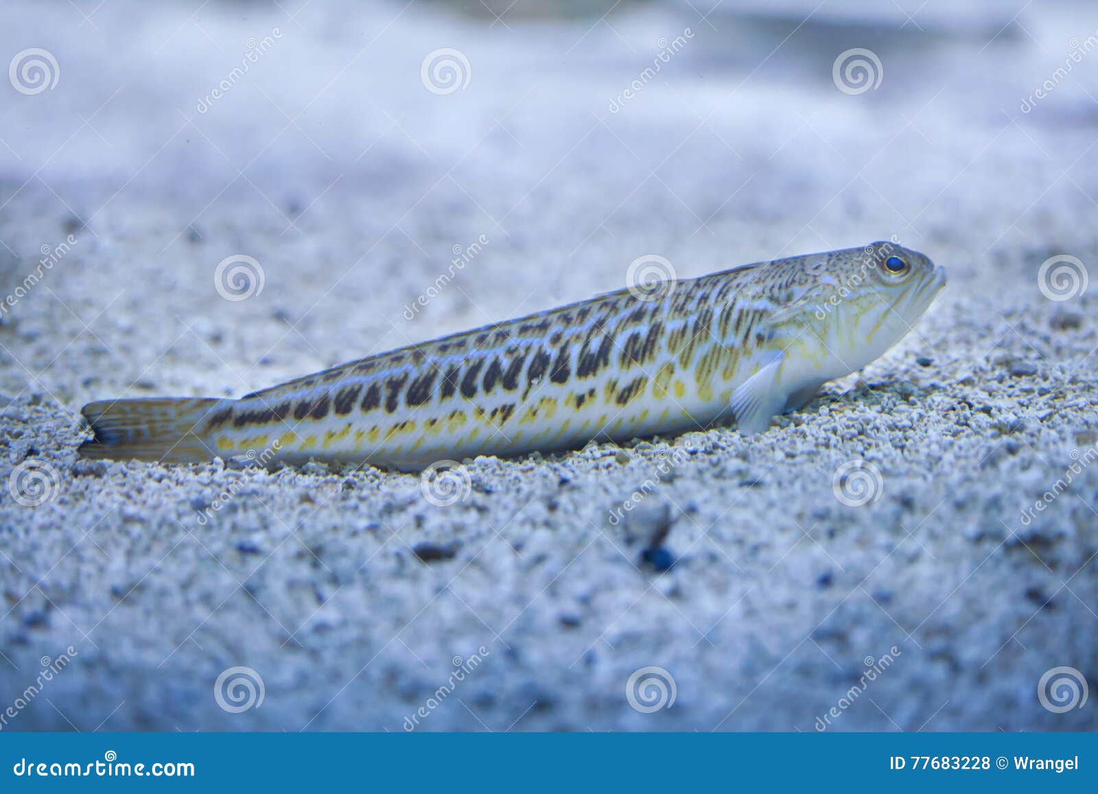 Greater Weever (Trachinus Draco). Stock Photo - Image of weever ...