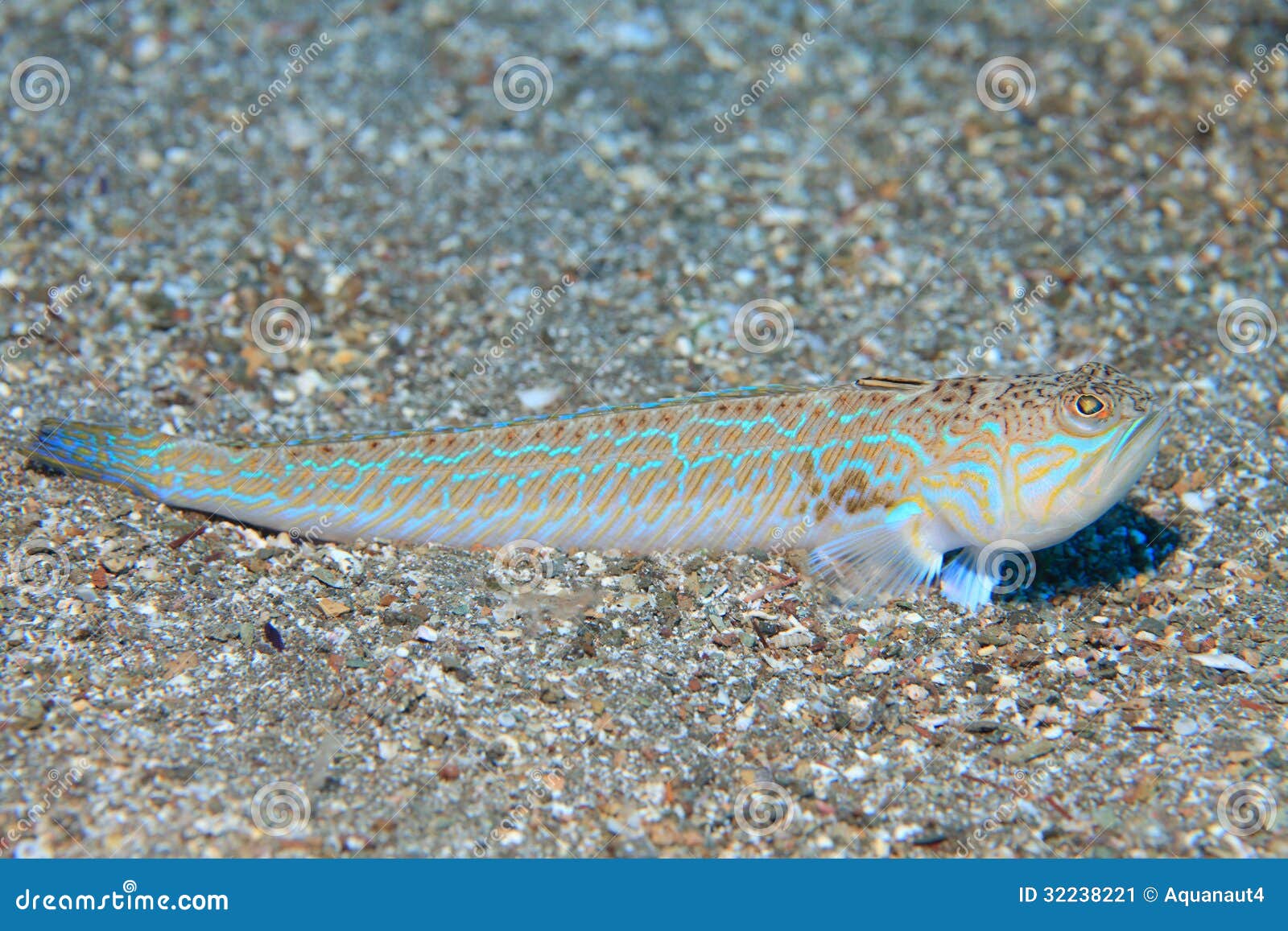 Greater weever stock image. Image of life, danger, canary - 32238221