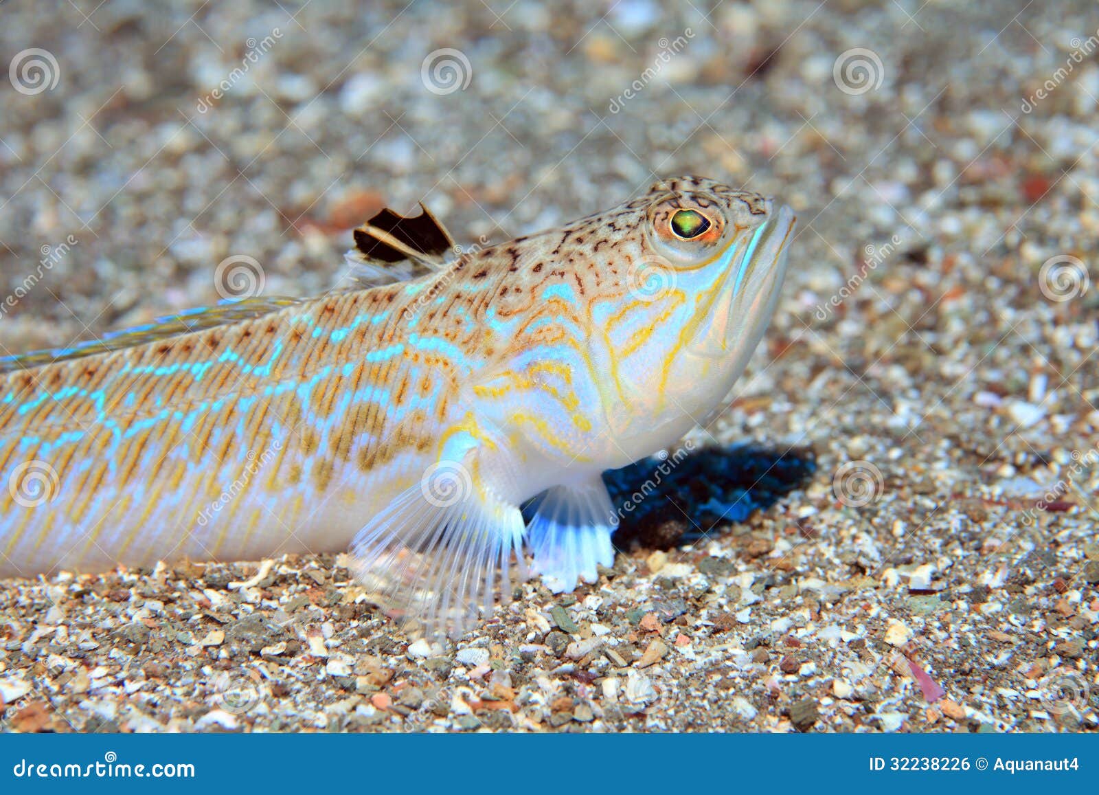 Greater Weever Royalty Free Stock Image - Image: 32238226