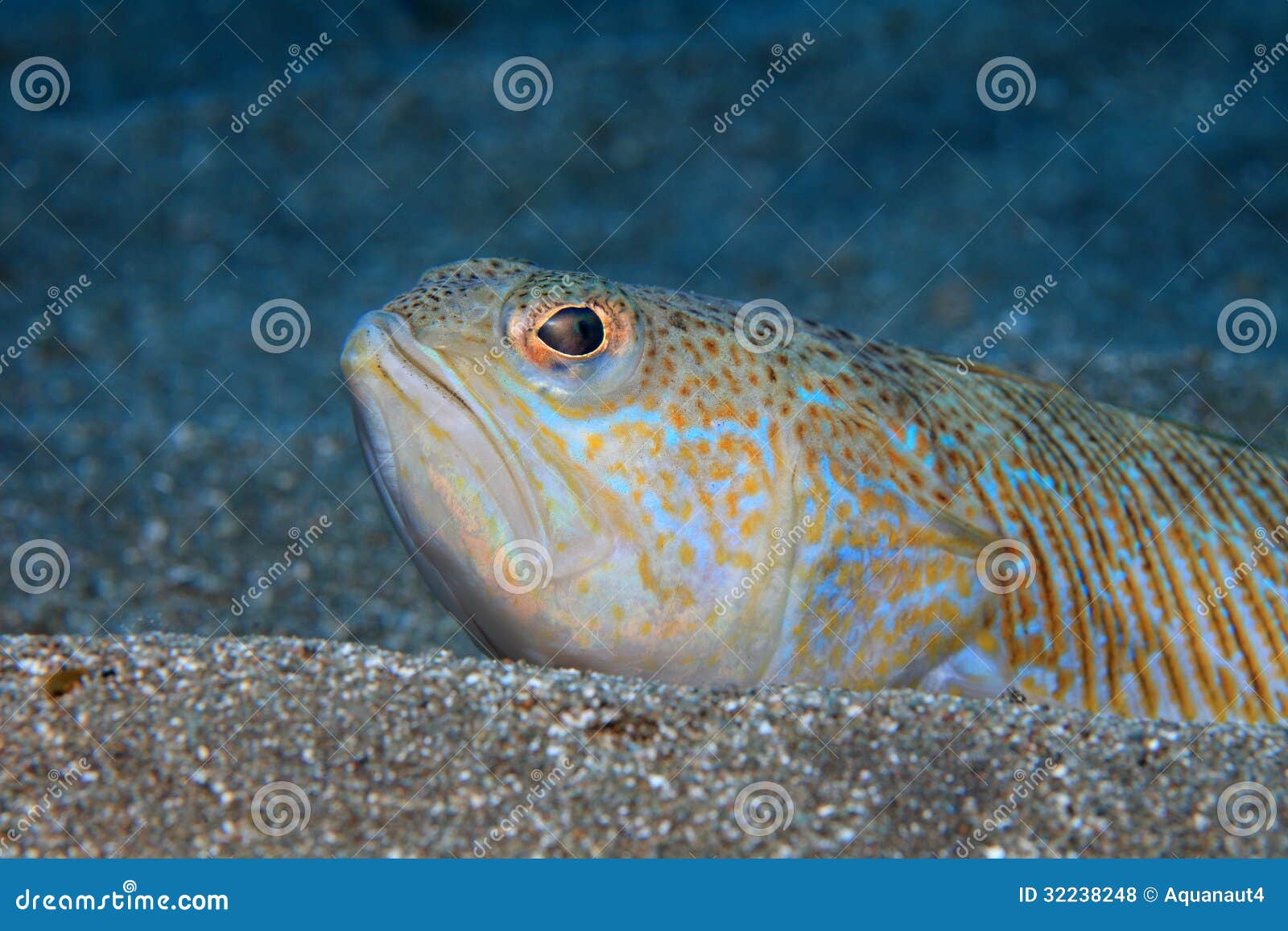 Greater weever stock photo. Image of greater, fuerteventura - 32238248