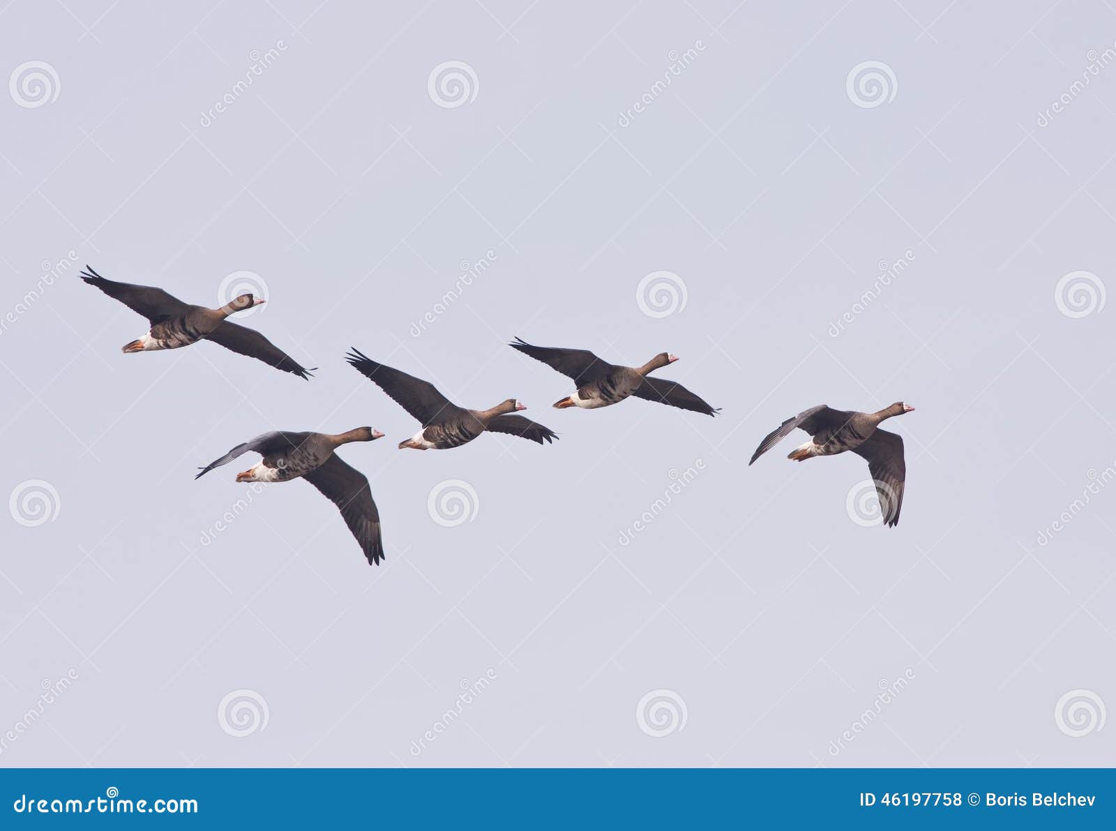 Greater White-fronted Geese in Flight Stock Photo - Image of antis ...