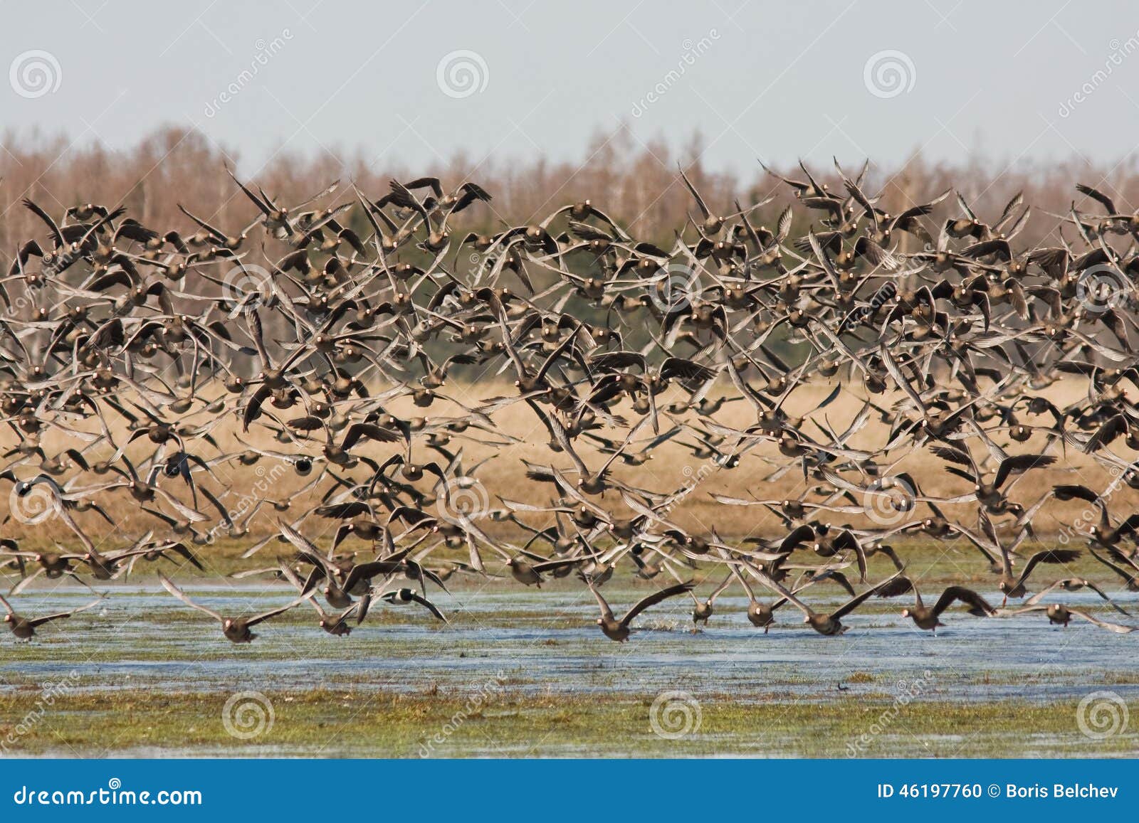 Greater White-fronted Geese in Flight Stock Photo - Image of nature ...