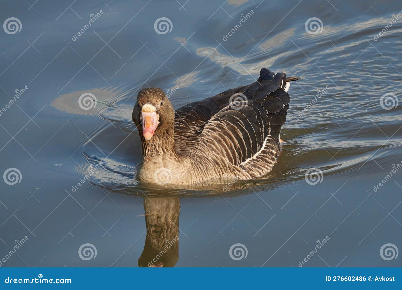 Greater White-fronted Goose (Anser Albifrons). Goose Swims on Water ...