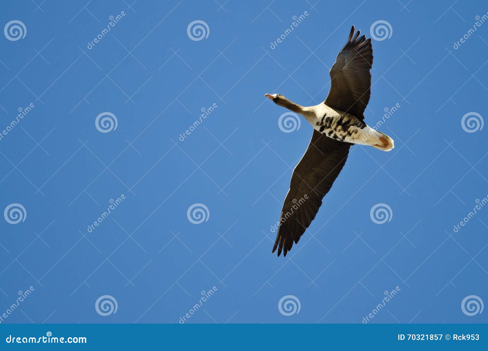 Greater White-Fronted Goose Flying in a Blue Sky Stock Image - Image of ...
