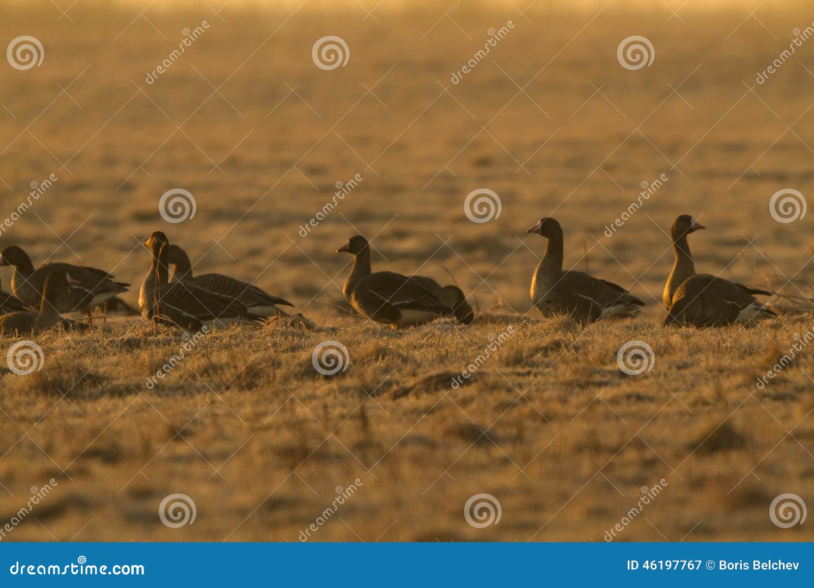Greater White-fronted Goose in Spring Stock Image - Image of center ...