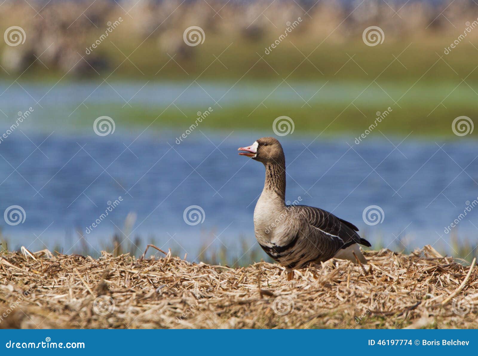 Greater White-fronted Goose in Spring Stock Photo - Image of center ...