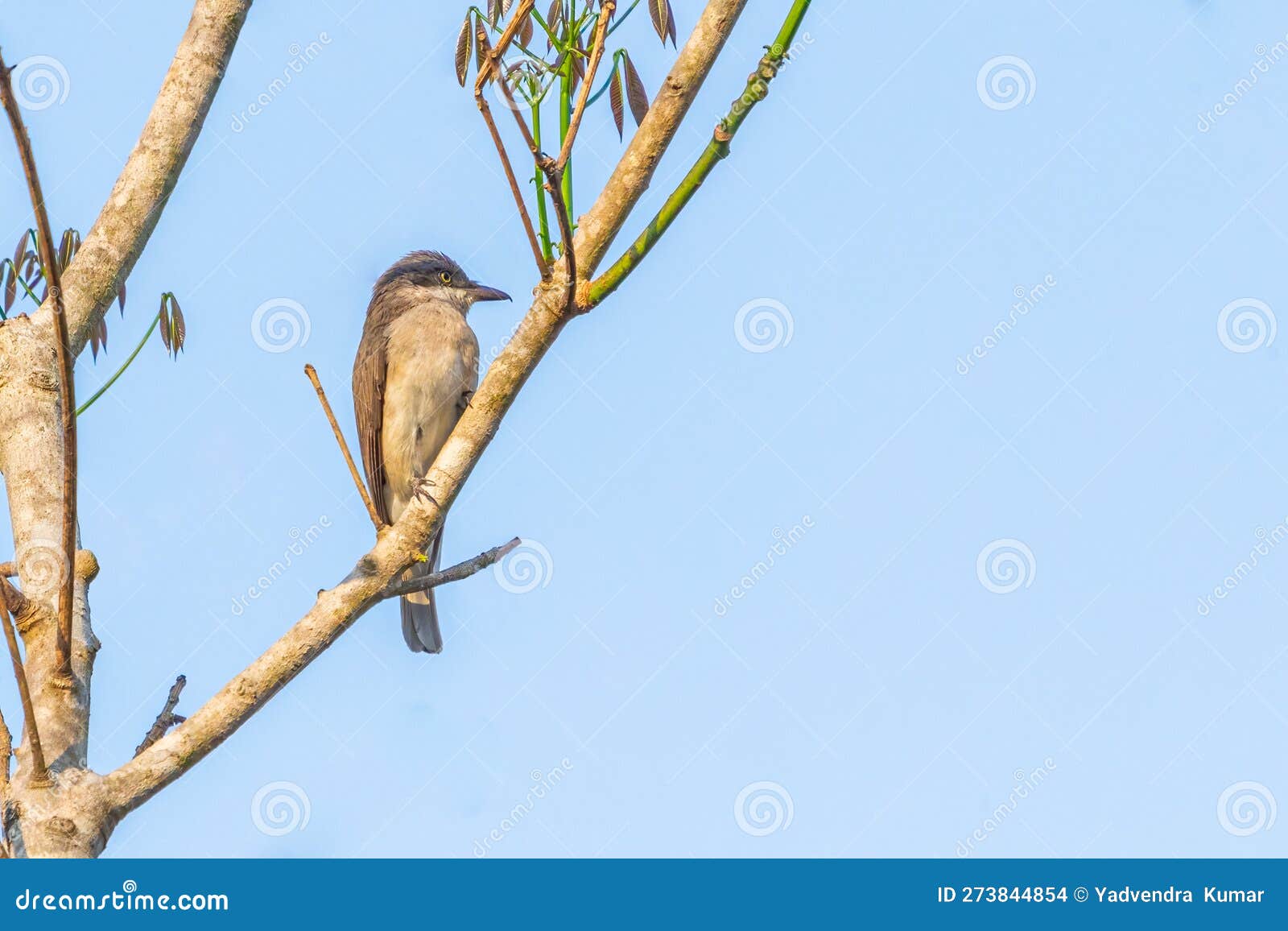 A Greater Wood Shrike Resting Stock Photo - Image of avian, foliage ...