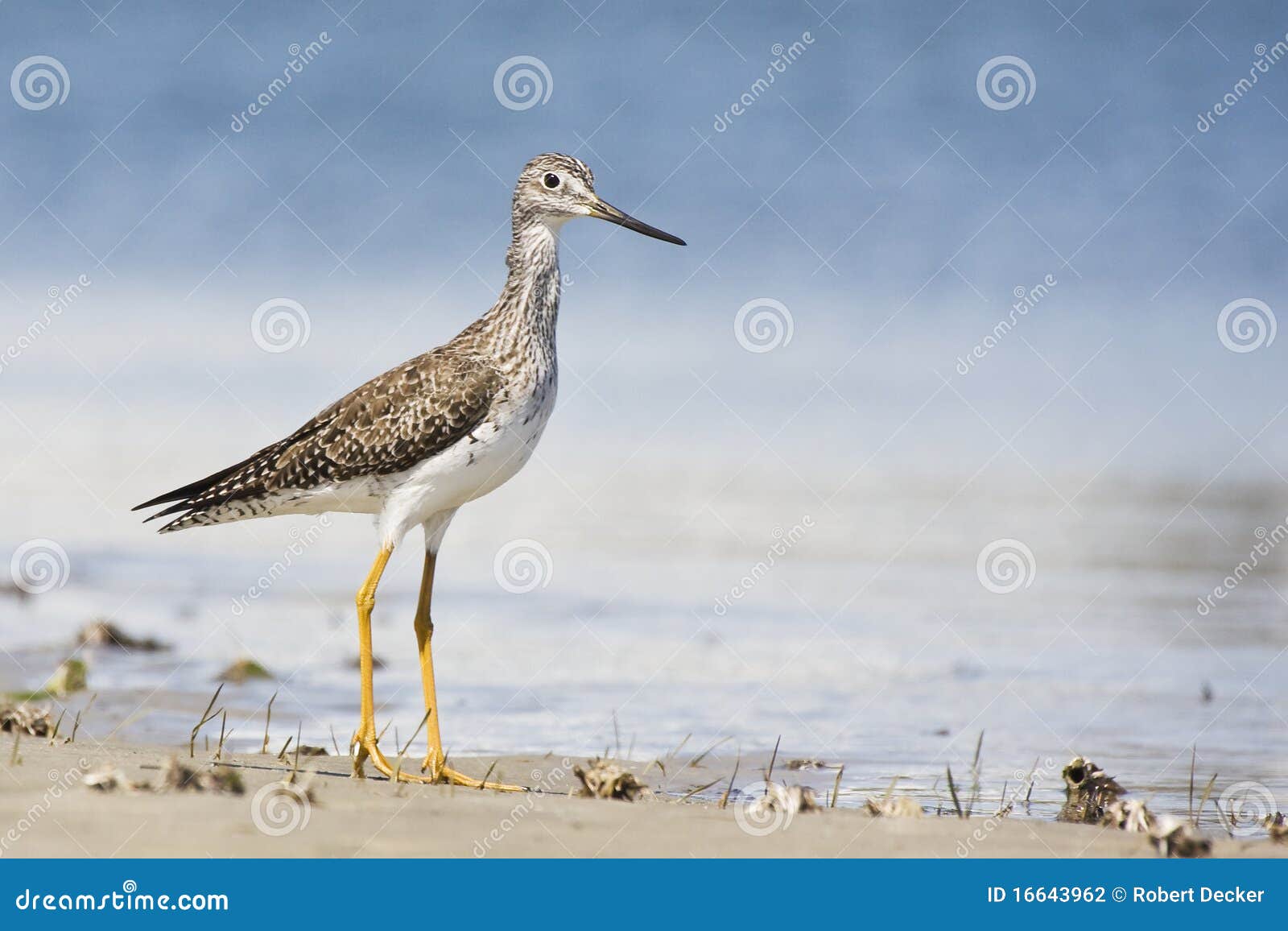Greater Yellow Legs stock photo. Image of yellow, migratory - 16643962