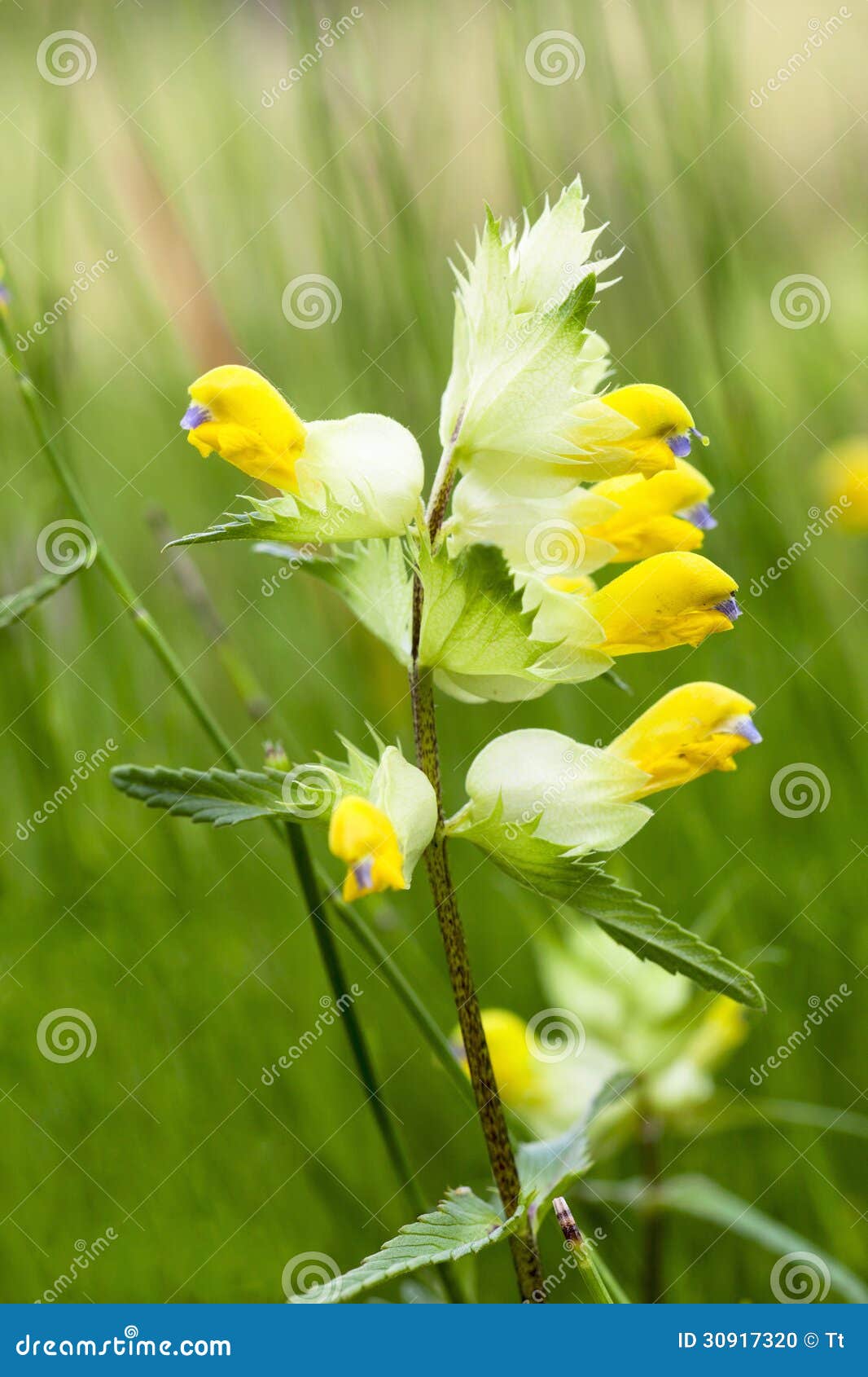 Greater Yellow-rattle stock photo. Image of petal, macro - 30917320