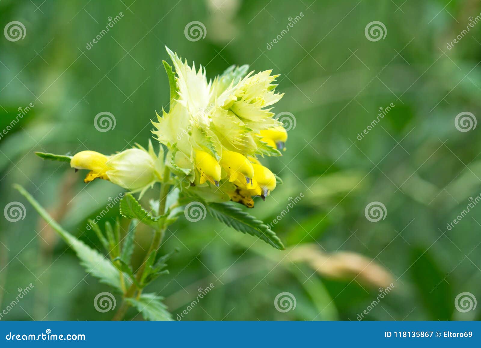 Greater Yellow-rattle with Selective Focus Stock Image - Image of field ...