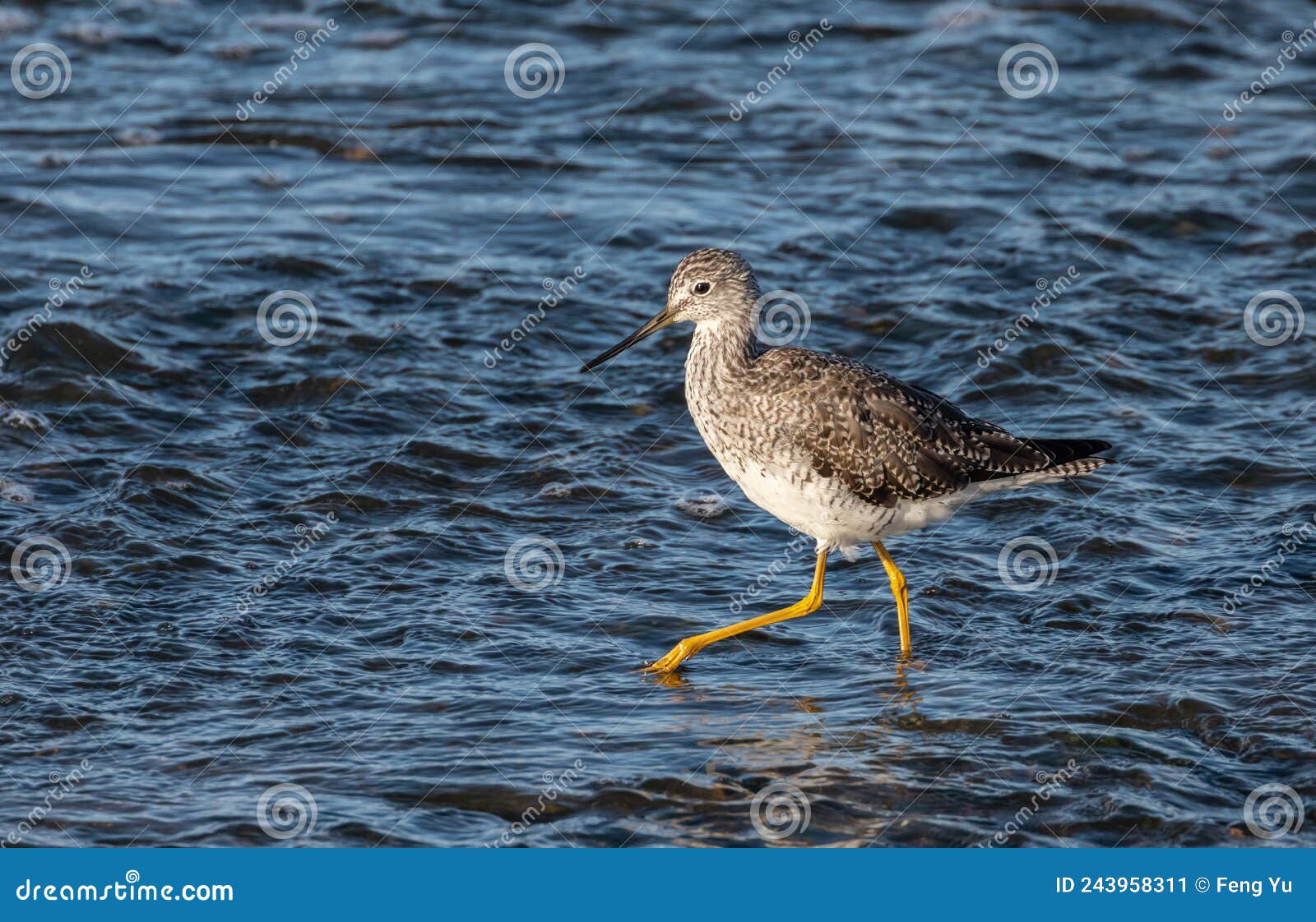 Greater Yellowlegs bird stock image. Image of america - 243958311