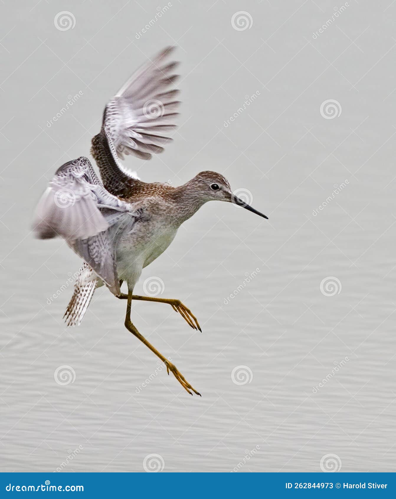 Greater Yellowlegs, Tringa Melanoleuca, in Flight Stock Image - Image ...