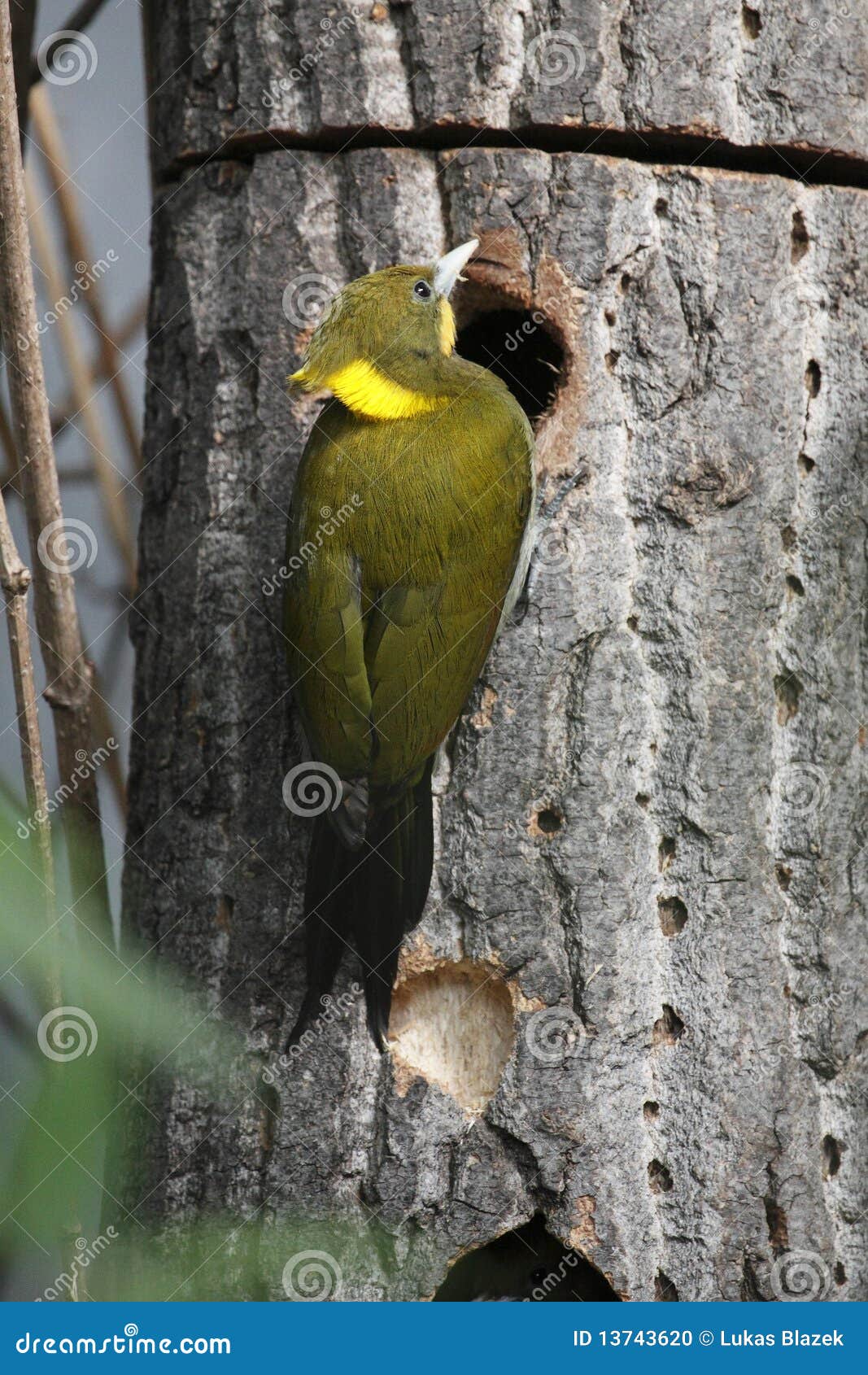 Greater yellownape stock photo. Image of greater, flavinucha - 13743620