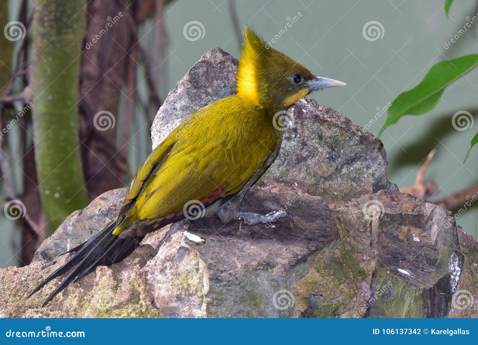 Greater yellownape bird stock photo. Image of outdoor - 106137342