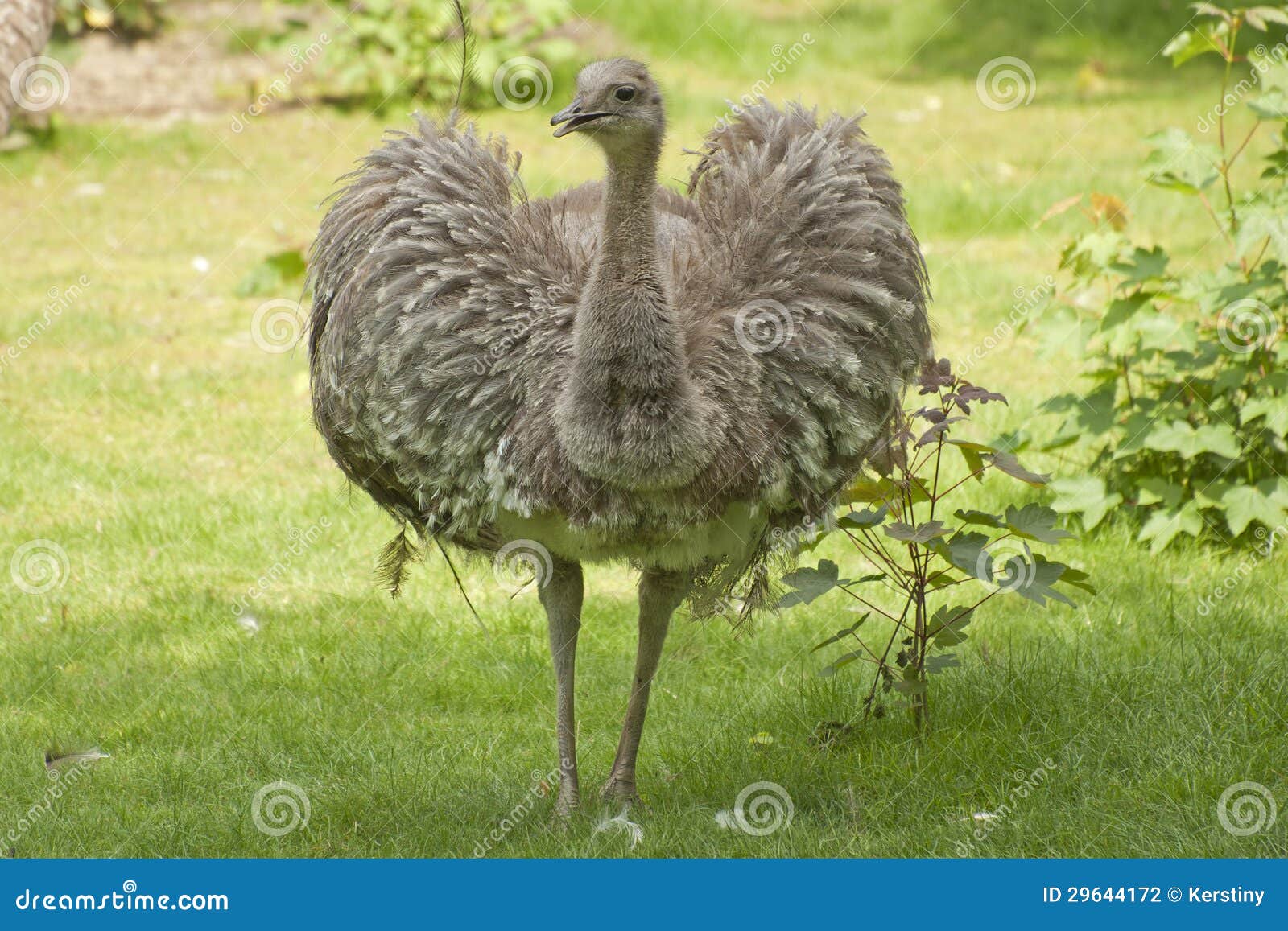 Greather rhea stock photo. Image of legs, dense, bill - 29644172