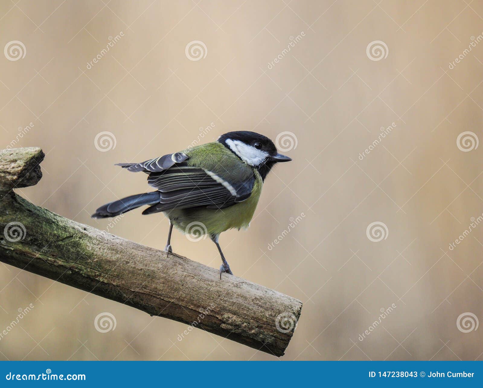 Greattit a Garden Bird Perched on a Branch Stock Image - Image of avian ...