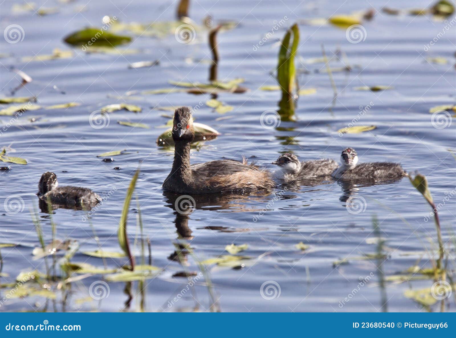 Grebe with Babies stock photo. Image of bird, feathers - 23680540