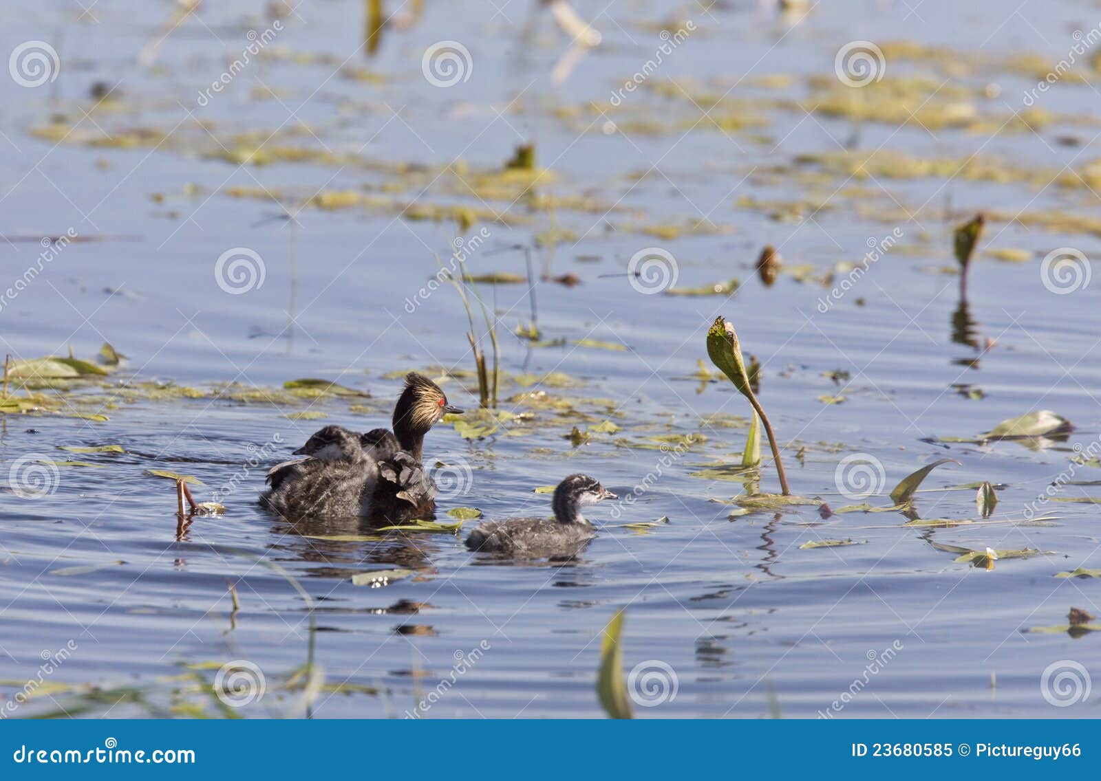 Grebe with Babies stock image. Image of swim, feathers - 23680585